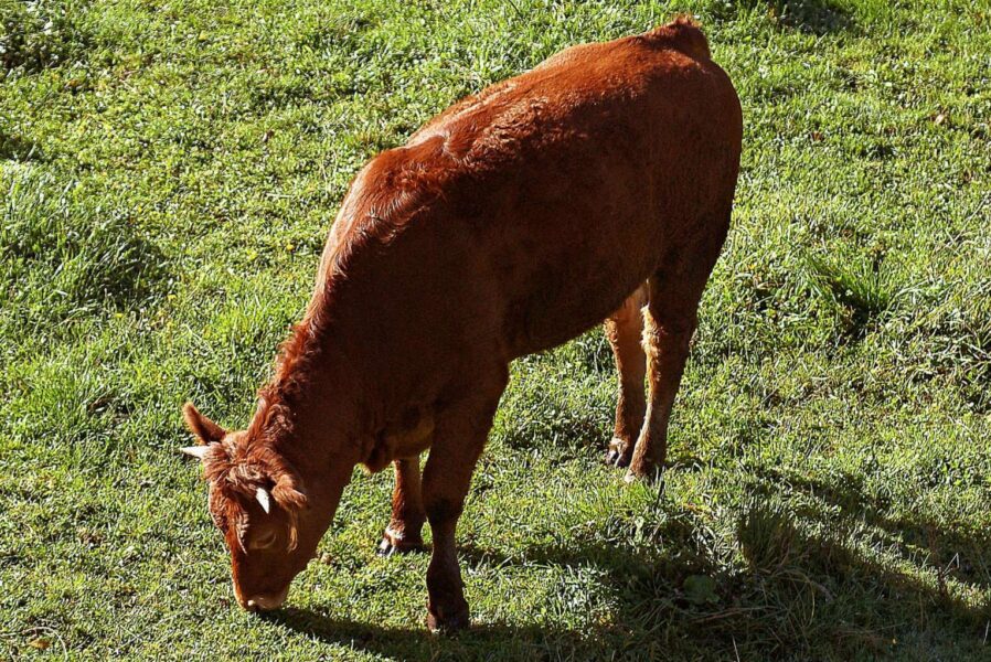 Morning Rundown: Are the Red Heifers a Sign of the End Times ...