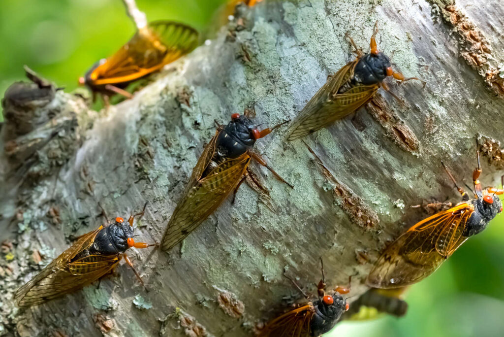 Insects' 'Biblical Emergence' Causes Plague-Like Scenario - Charisma ...