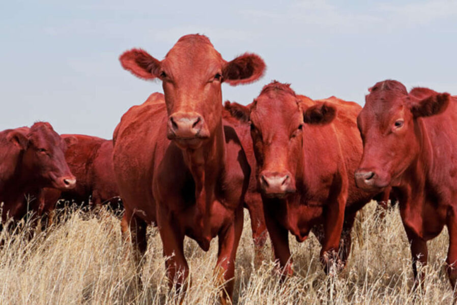 Why We Need to Understand Red Heifers - Charisma Magazine Online