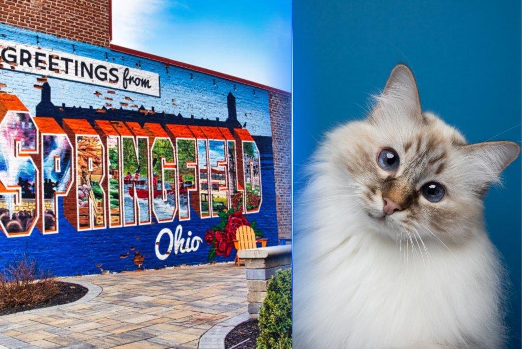 Springfield, Ohio Resident Says City Is Now 'a Dystopian Nightmare ...