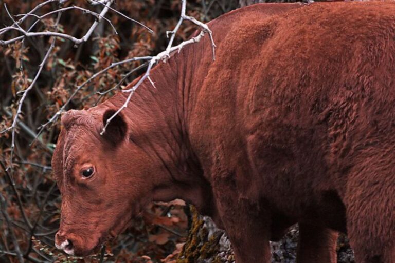 Morning Rundown: Update: What to Know About the Red Heifer Ceremony ...
