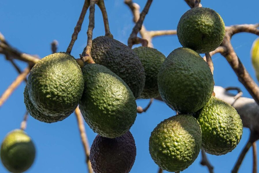 Bearing Good Fruit When Difficult Times Come - Charisma Magazine Online