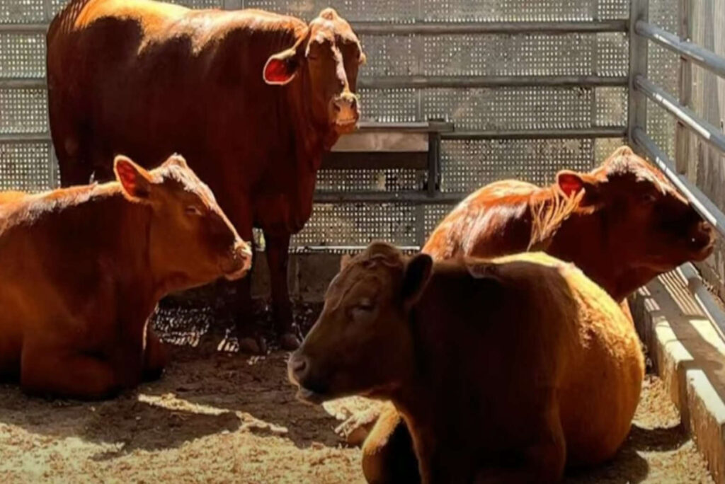 Why the Red Heifer Must Be Perfect and Unblemished - Charisma Magazine ...