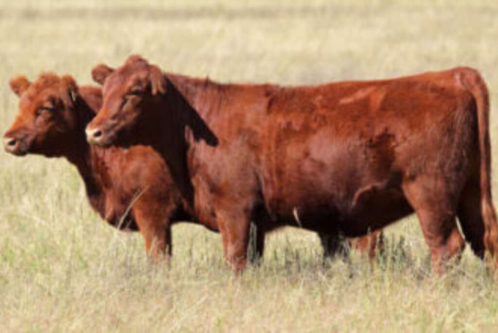 Red Heifers: Here's What You Need to Know - Charisma Magazine Online