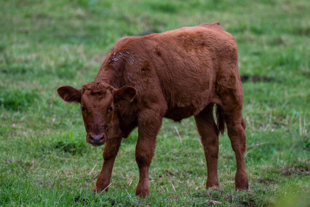 Setback for Temple Plans? Rabbi Shares Red Heifer Update - Charisma ...