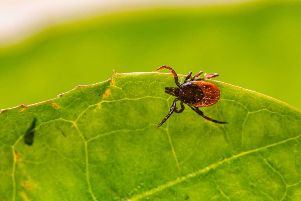 Are Ticks the Third Plague? A Spiritual Wake-Up Call for America ...