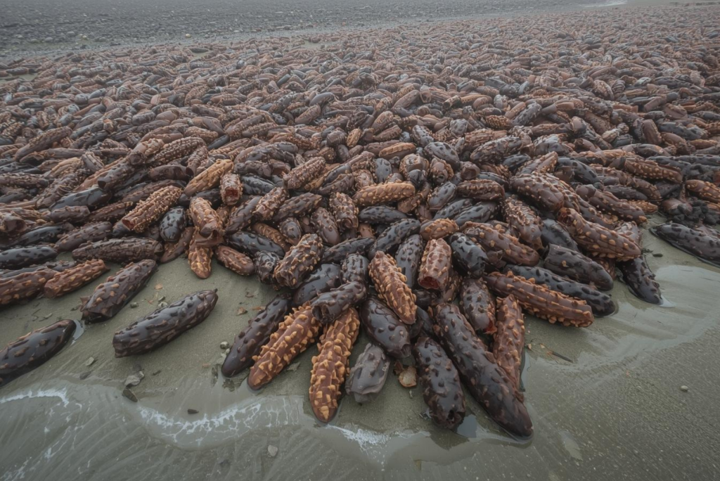 Terrifying Swarms of Sea Creatures Invade Beach Town - Charisma ...