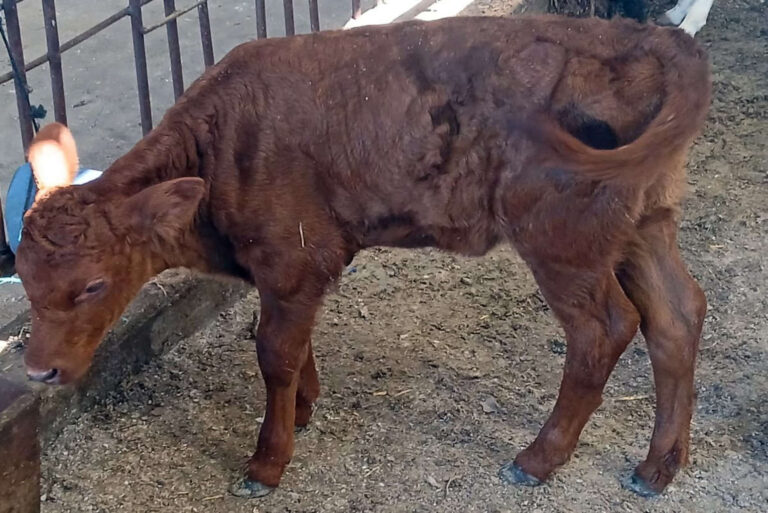 The Temple Institute Makes Shocking Announcement: 'A Pure Red Heifer is ...